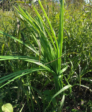 8 lbs. Synthetic BlindGrass BundleGrass