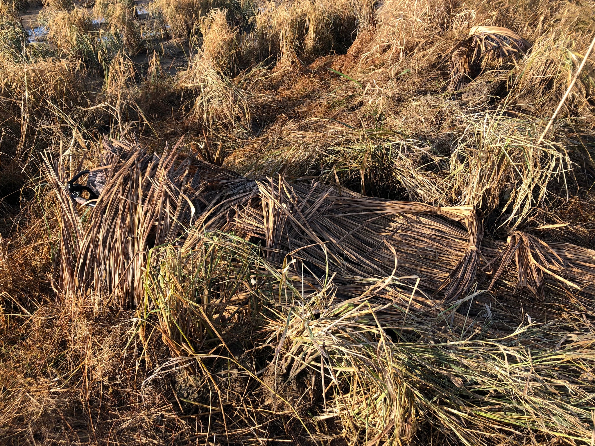 Layout Blind Kit – BlindGrass
