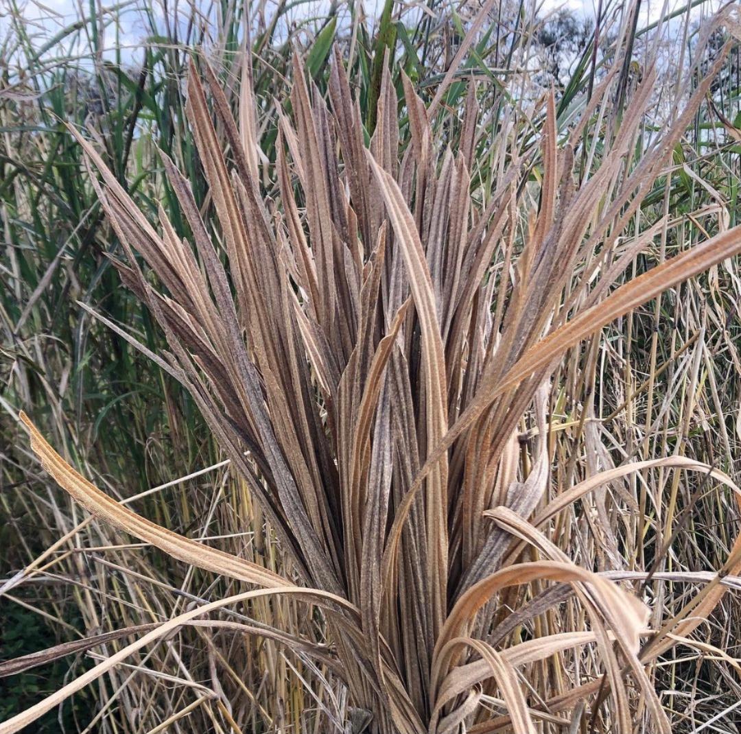 8 lbs. Synthetic BlindGrass BundleGrass